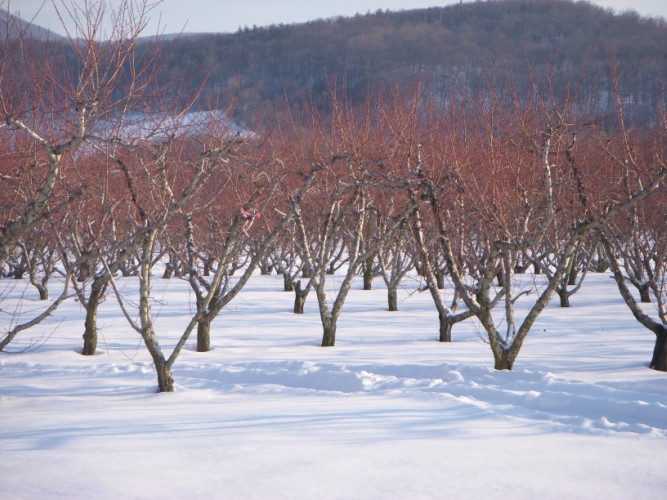 What do you do when it's so cold outside? | Chiles Family Orchards
