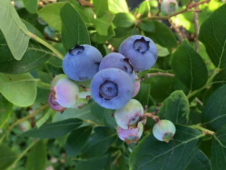 Learn About Blueberries | Chiles Family Orchards