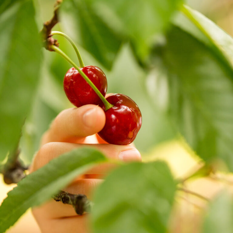Spring Valley Orchard in Afton, VA | Chiles Family Orchards