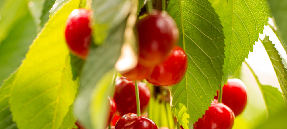 2021 Cherry Season is Here | Spring Valley Orchard