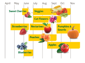 Pick-Your-Own Fruit at Chiles Peach Orchard in Crozet, Virginia
