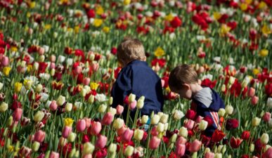 Tulip Field Days | Pick-your-own Tulips | Chiles Peach Orchard